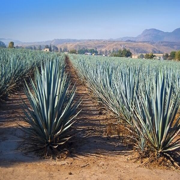 Blue Agave | Alternative Beverage