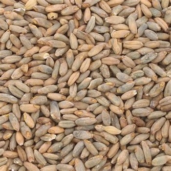 German Weyermann Pale Rye Malt | Alternative Beverage