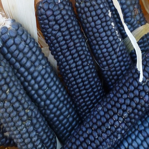 Blue Hopi Heirloom Corn | Alternative Beverage