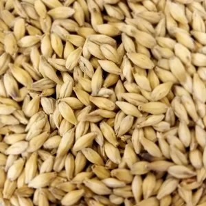 American Riverbend 6-row Pale Malt | Alternative Beverage