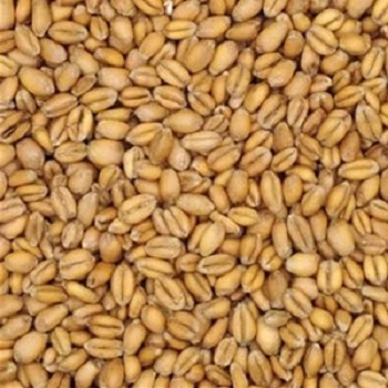 American Torrified Wheat Malt | Alternative Beverage